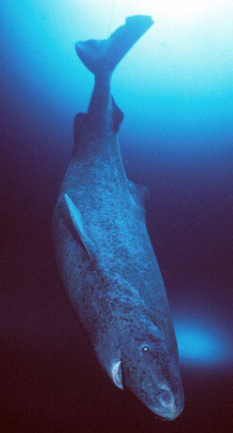 Ancient Shark becomes Oldest Vertebrate in Existence